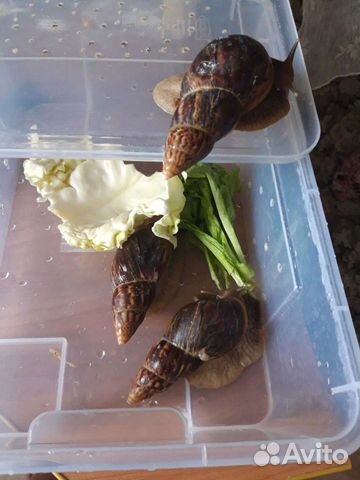 Улитки ахатины