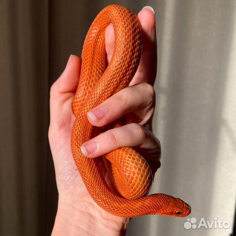 Узорчатый полоз Superred