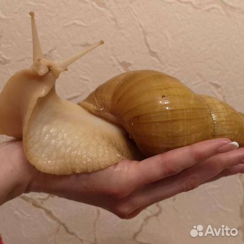 Улитки ахатина бесплатно