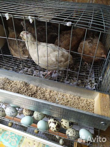 Перепела несушки