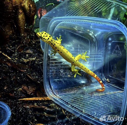 Геккон pseudogekko smaragdinus