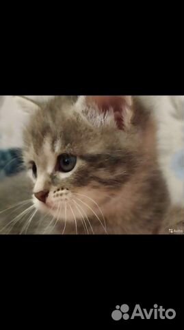 Котенок бесплатно