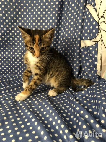 3 кошки помись бенгала с курильским бобтейлом