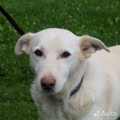 Бывшедомашний пес ищет дом, в добрые руки