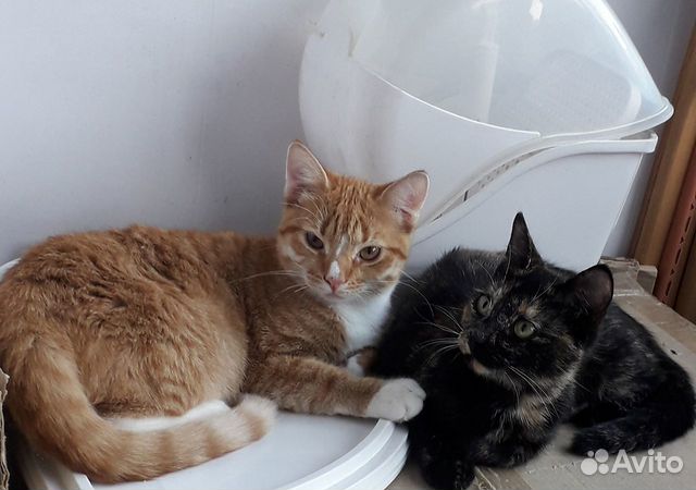 Замечательная парочка,Рыж и Татарочка