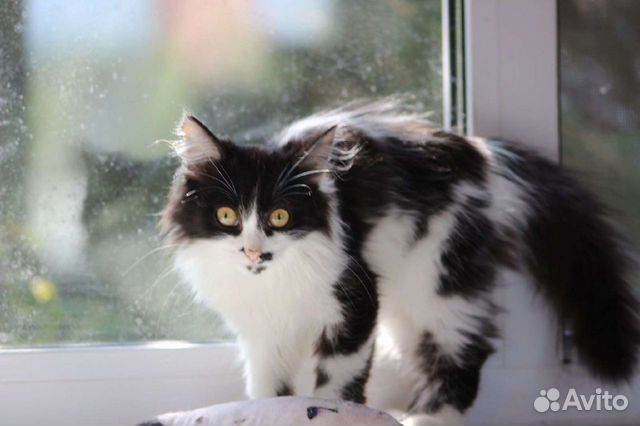 Котенок Пятнашка ищет дом