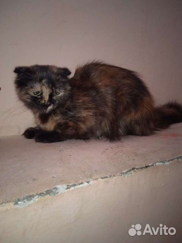 Шотландская вислоухая кошка