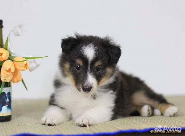 Шелти триколорного и соболиного окраса