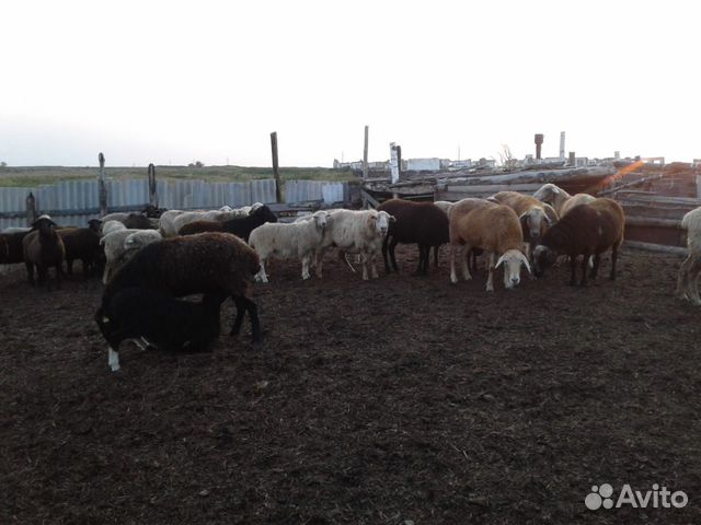 Овцы и бараны