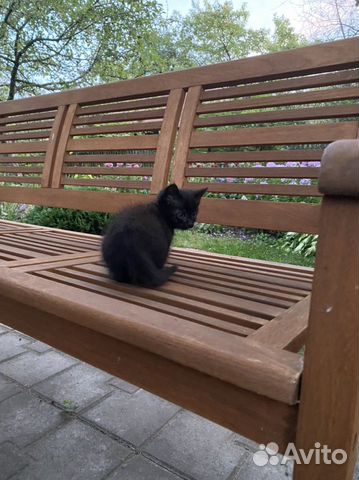 Котенок 6 недель