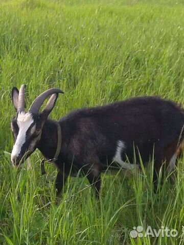 Коза дойная, козочка