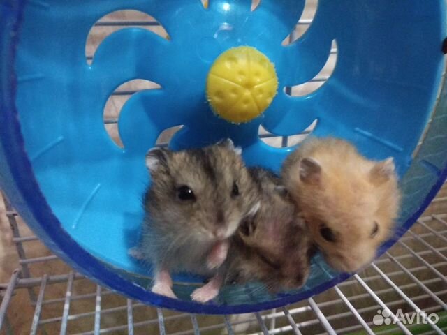 Хомячок Джунгарик в добрые заботливые руки