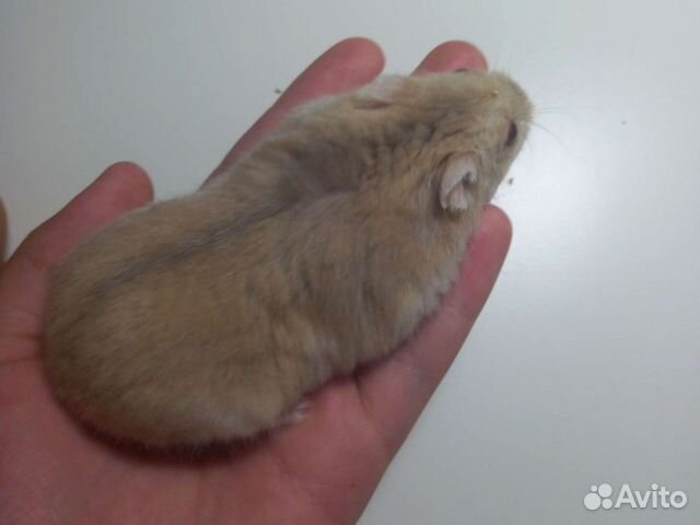 Джунгарский хомяк