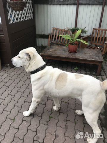 Среднеазиатская овчарка алабай щенки