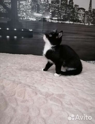 Отдам милого котика