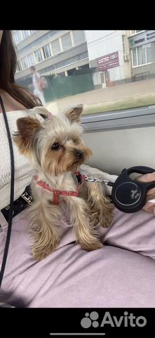 Йоркширский терьер вязка mini, бэйби фейс