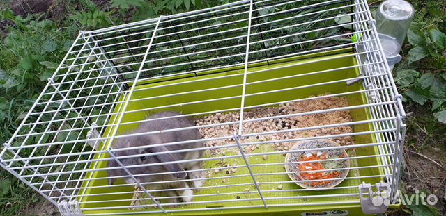 Кролик с клеткой