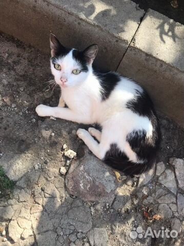 Кошечка Анюта ищет дом