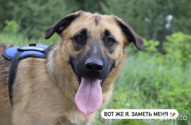 Ищу дом для молодого пса