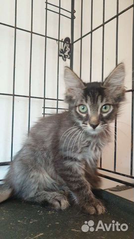 Котенок мальчик в добрые руки