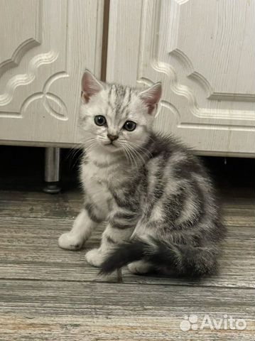Котик британской породы