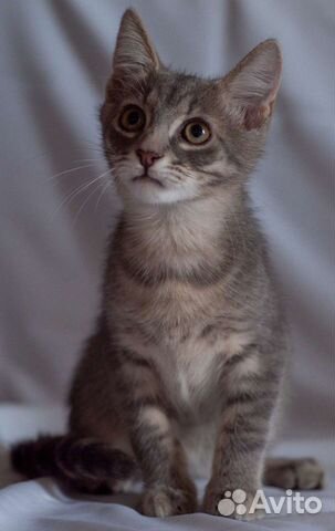 Котенок Пряник 4 месяца