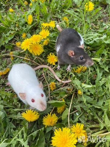 Крысы бесплатно