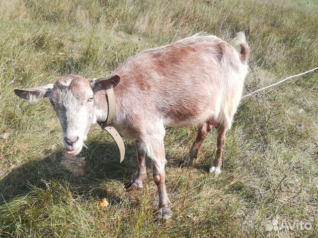 Коза дойная молочная