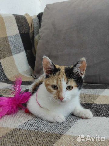 Котёнок
