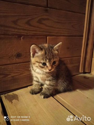 Котята