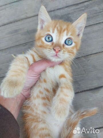 Отдам рыжего котёнка, мальчик, 2 мес