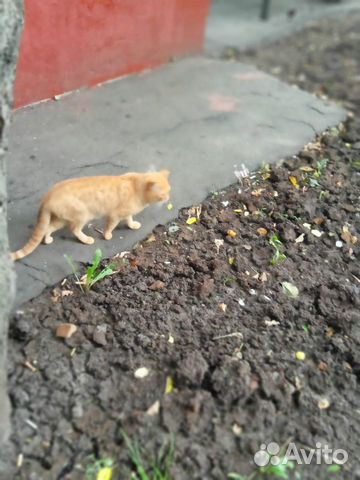 Котята бесплатно