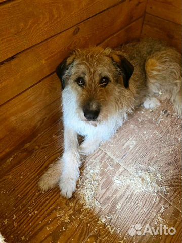 Собака терьер отчаялась найти дом