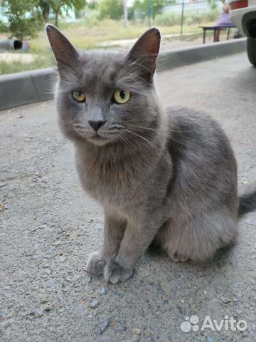 Русская голубая кот в добрые руки