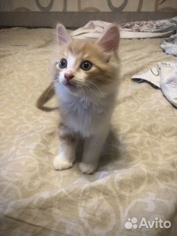 Котёнок