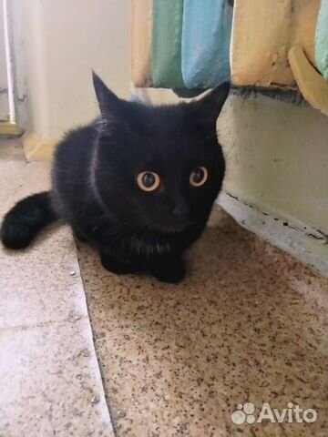 Маня ищет дом