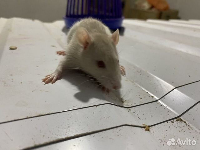 Крысята