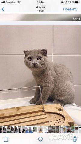 Британские вислоухие котята. Отдам за вкусняшки. Д