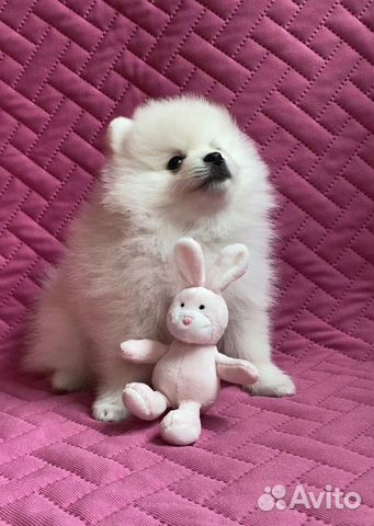 Пушистые белые медвежата померанчики