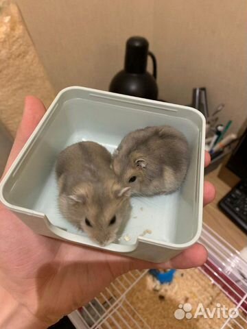 Джунгарский хомяк