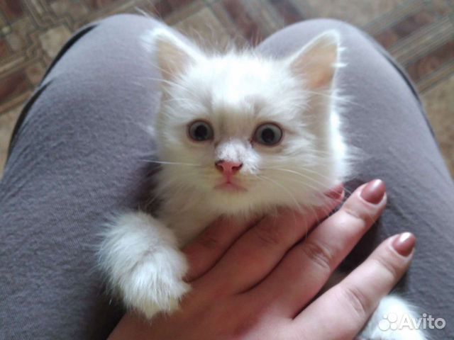 Белый котенок девочка