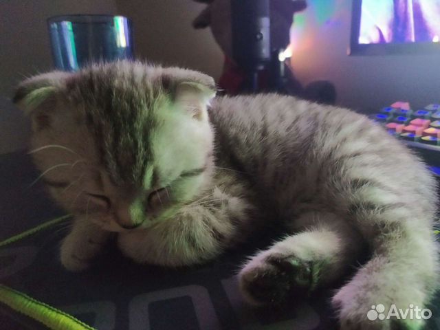 Шотланский котенок