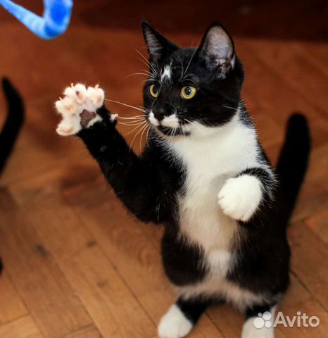 Котенок Фадей 4.5 мес