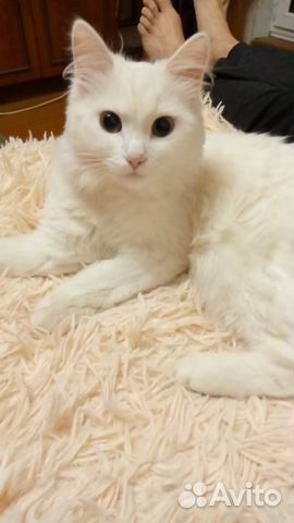 Партнер для вязки