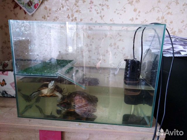 Красноухая черепаха с аквариумом