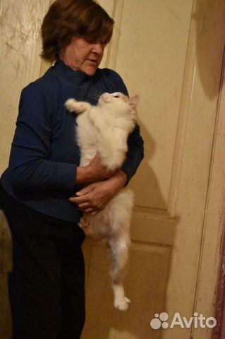 Бело-рыжий кот Арлекин