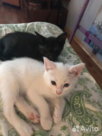 Котята в добрые руки даром
