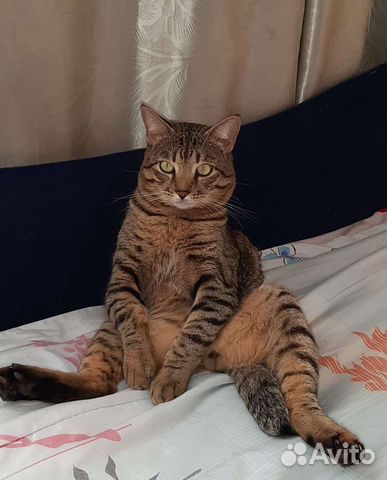 Кошка