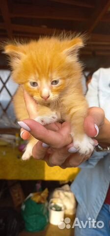 Котятки 1,5 мес