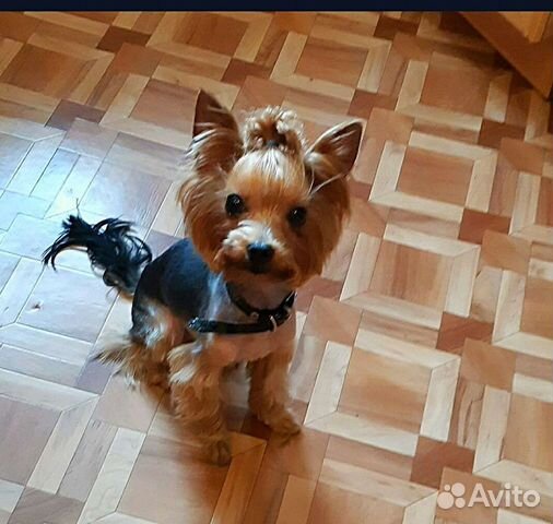 Йоркширский терьер мини